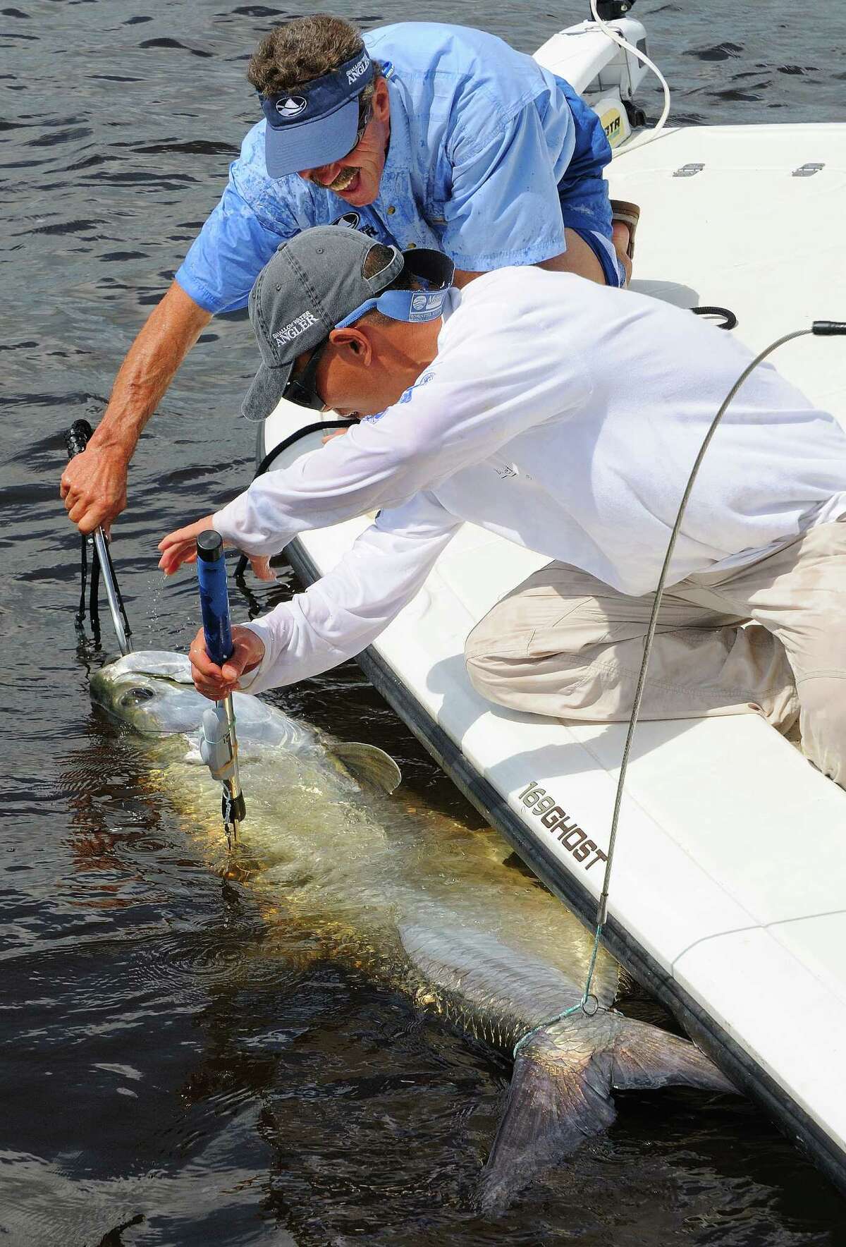 Scientists tagging sharks in Gulf to predict hurricane intensity