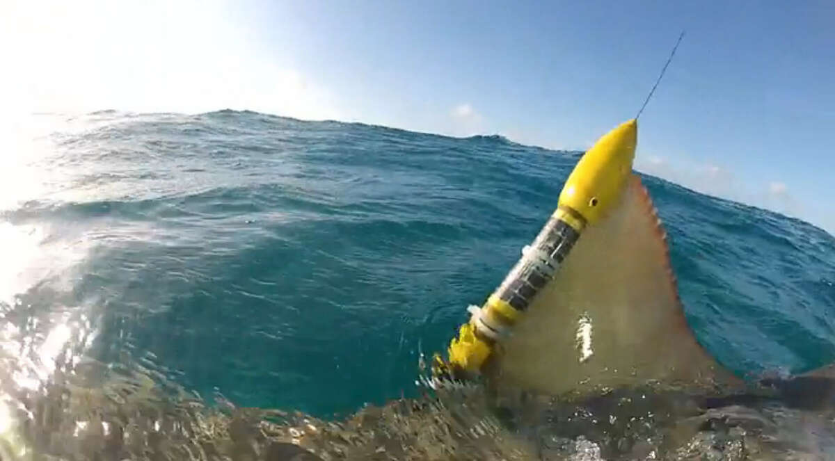 Scientists tagging sharks in Gulf to predict hurricane intensity