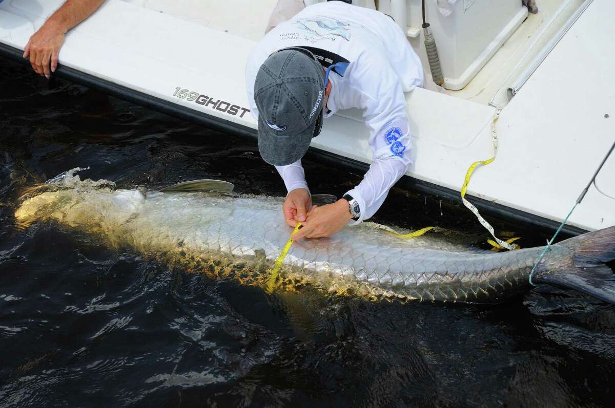 Scientists tagging sharks in Gulf to predict hurricane intensity