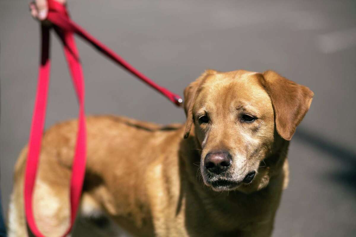 Seattle's top dog names - and assorted awesome ones