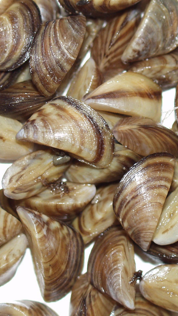 Parks commission expands anti-zebra mussel rules to whole state