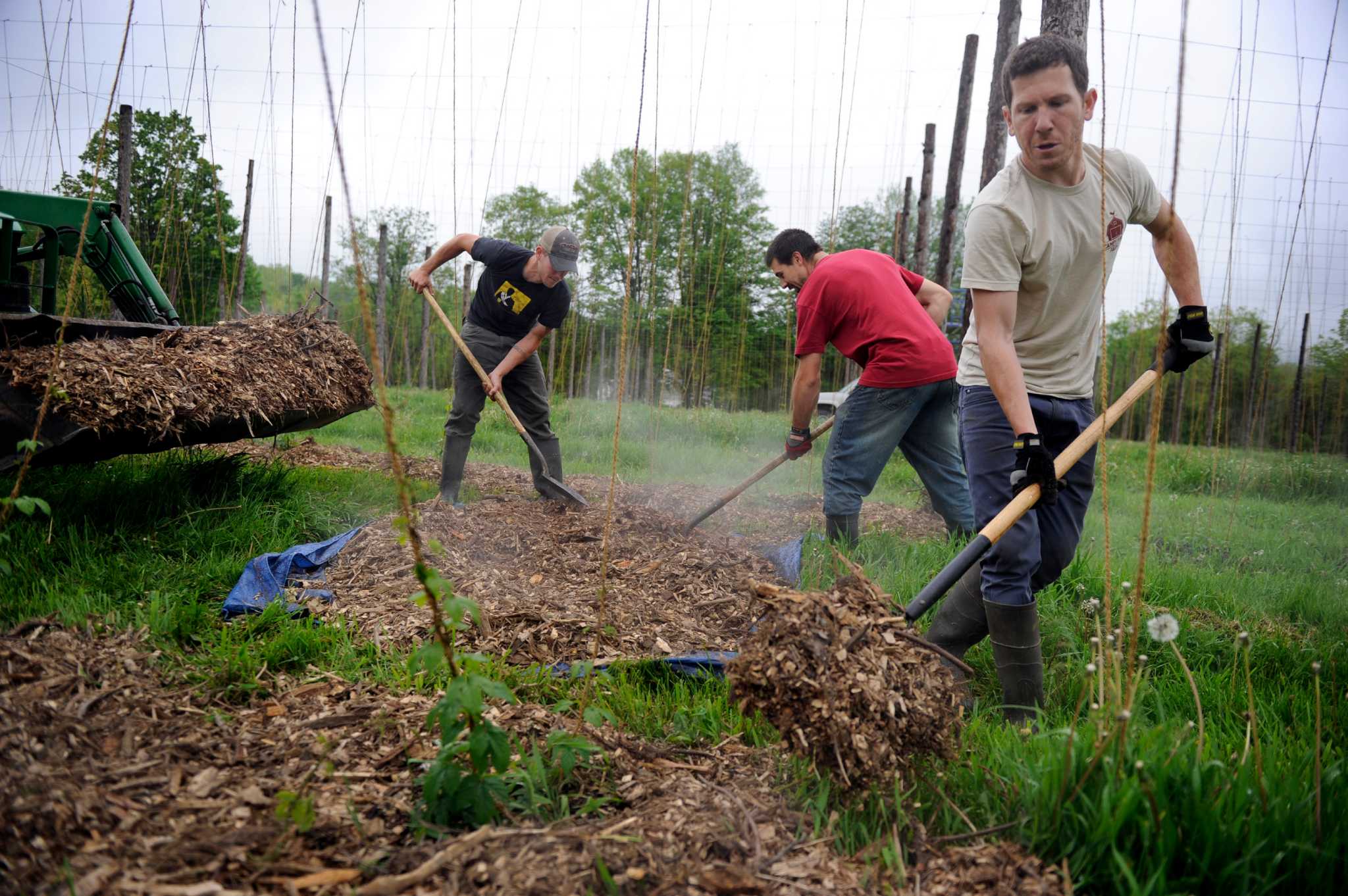 From farm to bottle: Kent beermaker bets on home-grown ingredients