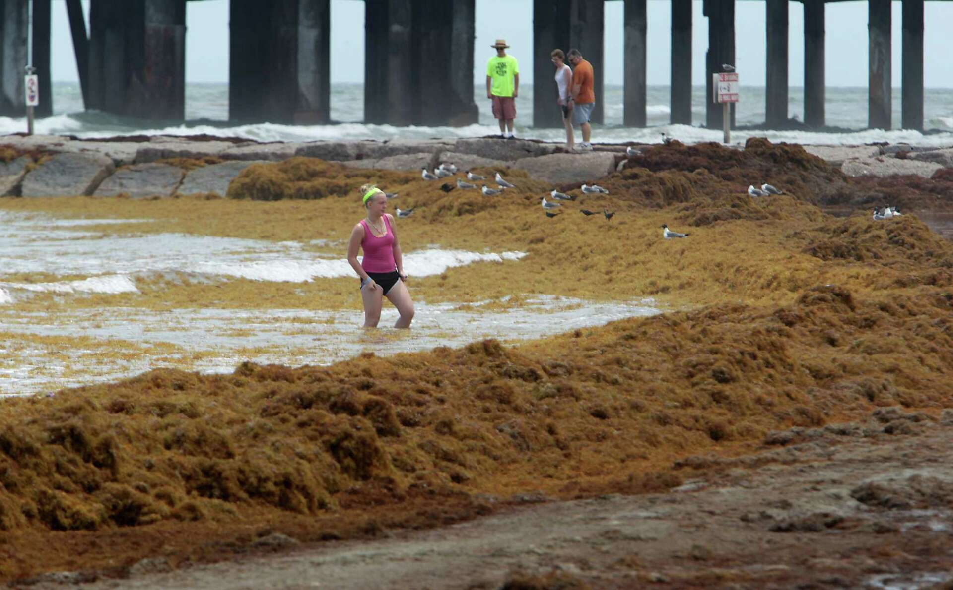 Tourists grumble as beach seaweed clean-up continues