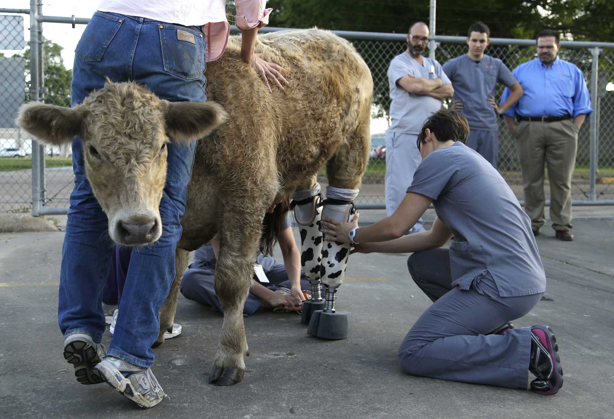 Rescued calf gets new high-tech prosthetics