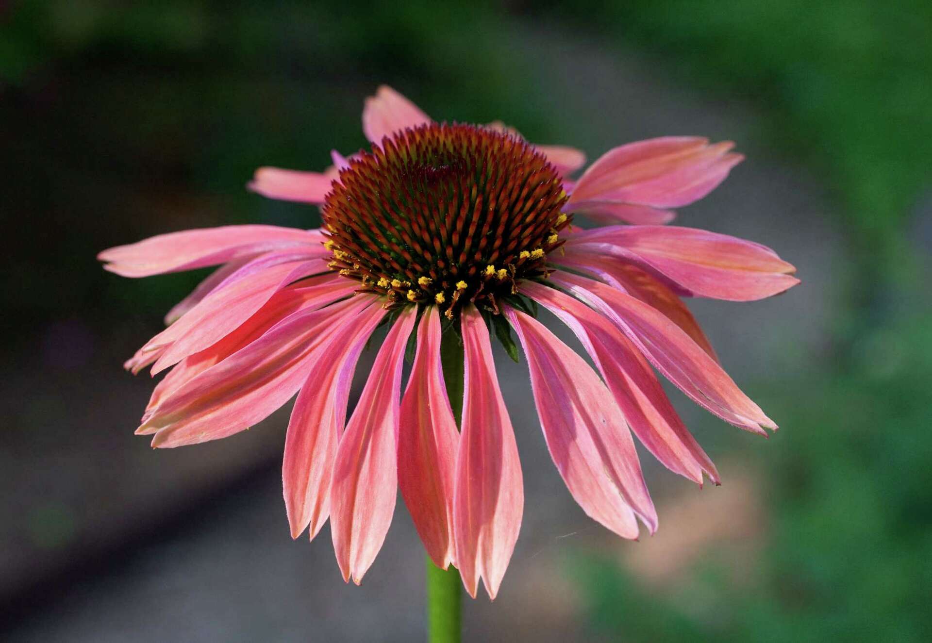 Coneflowers: Popular wildflower's palette bursts with color
