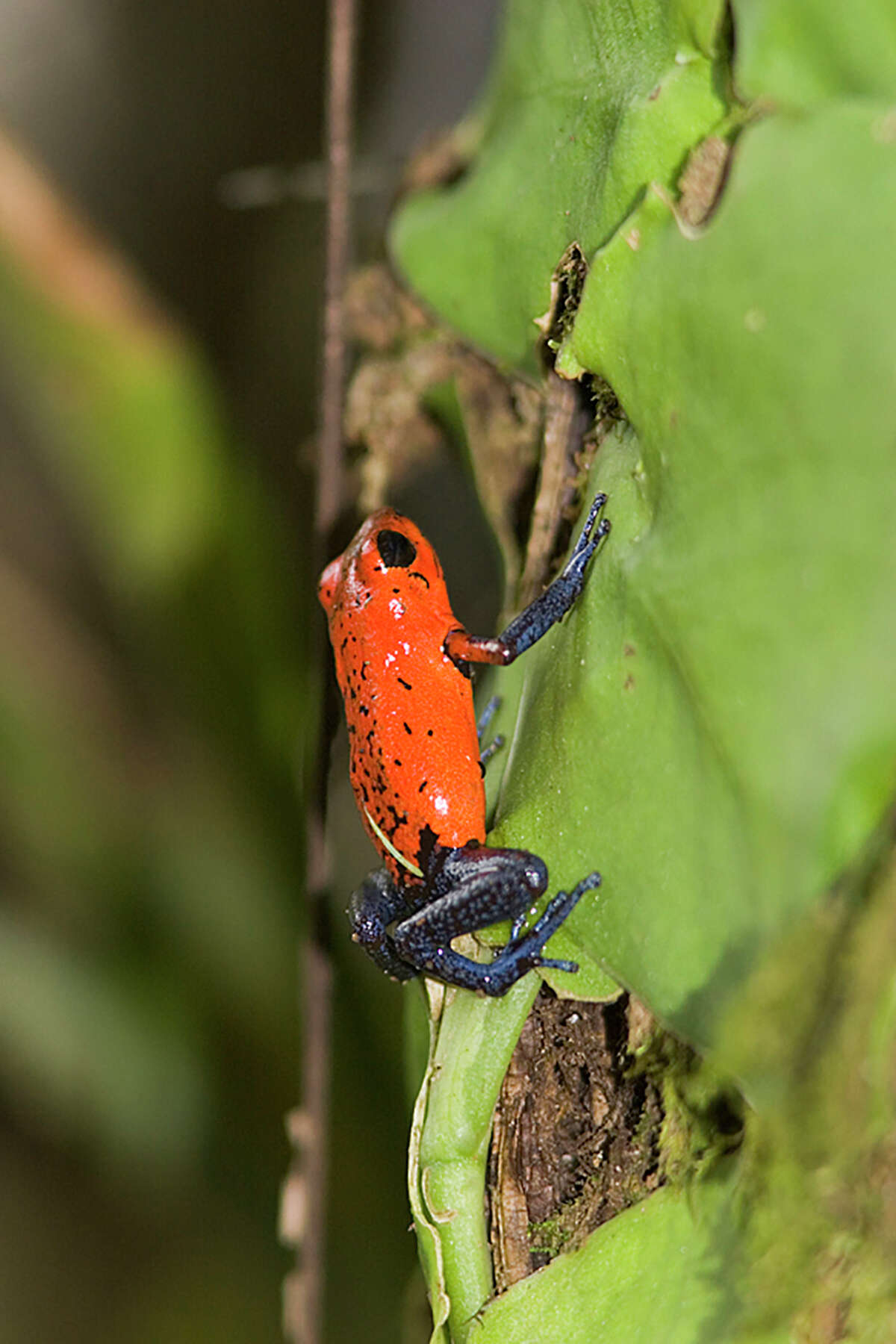 Poisonous Costa Rican blue-jeans frogs make attentive parents