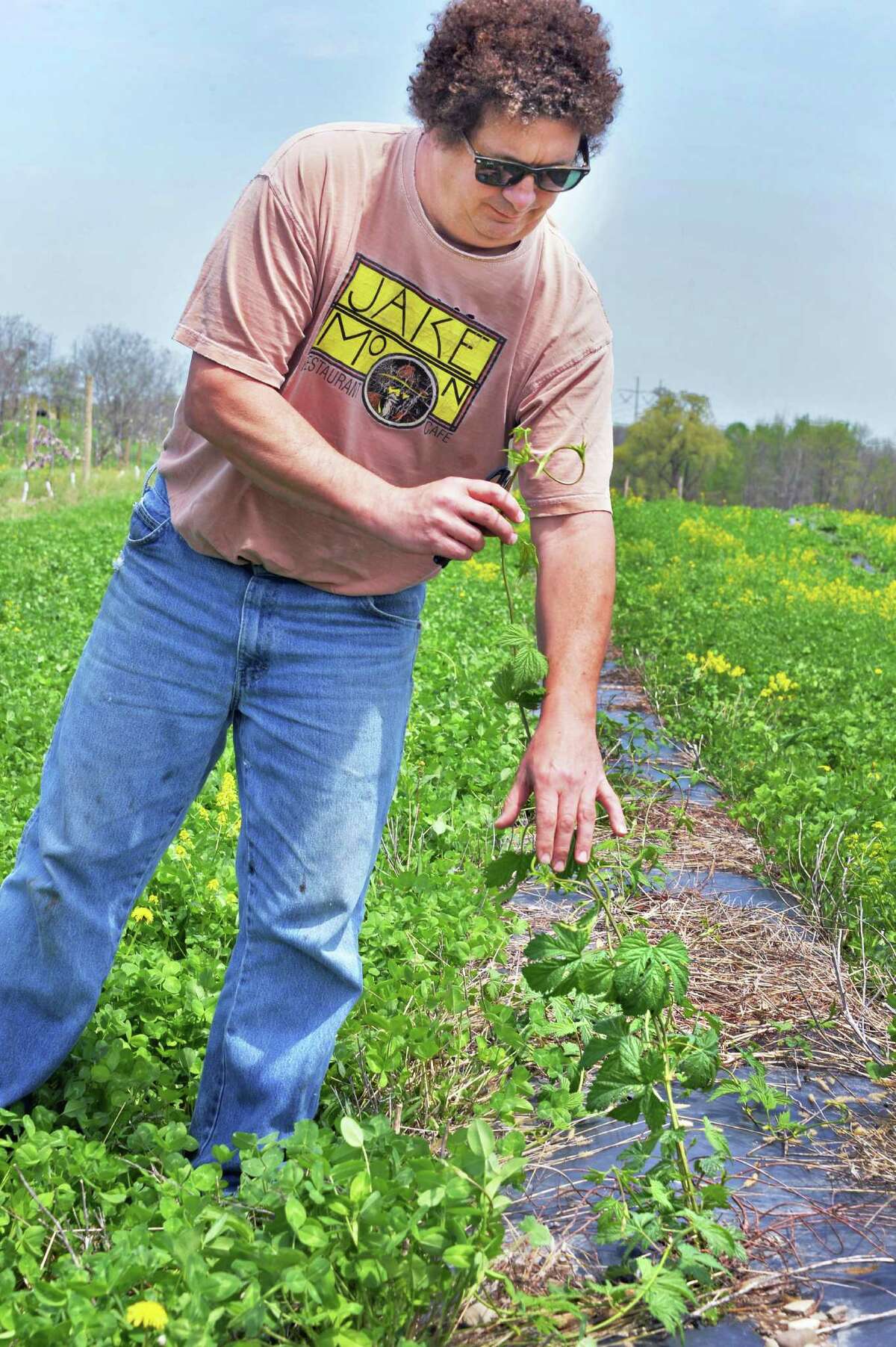 Hops a-brewin' across New York