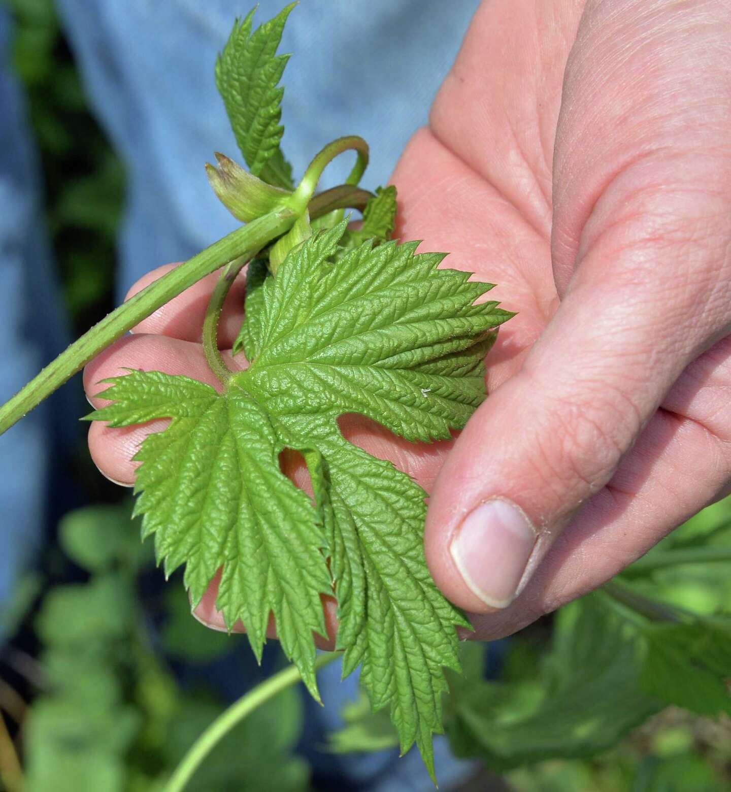 Hops a-brewin' across New York