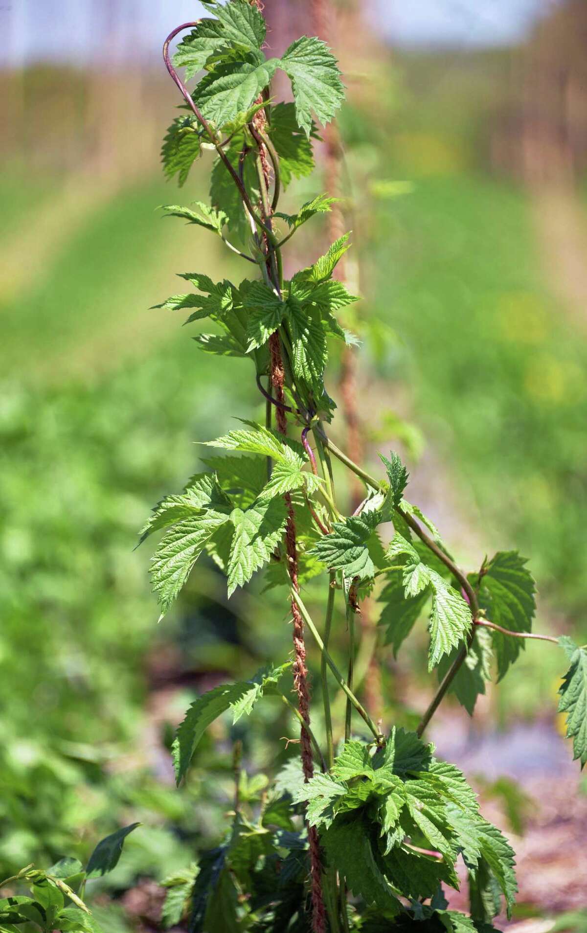 Hops a-brewin' across New York