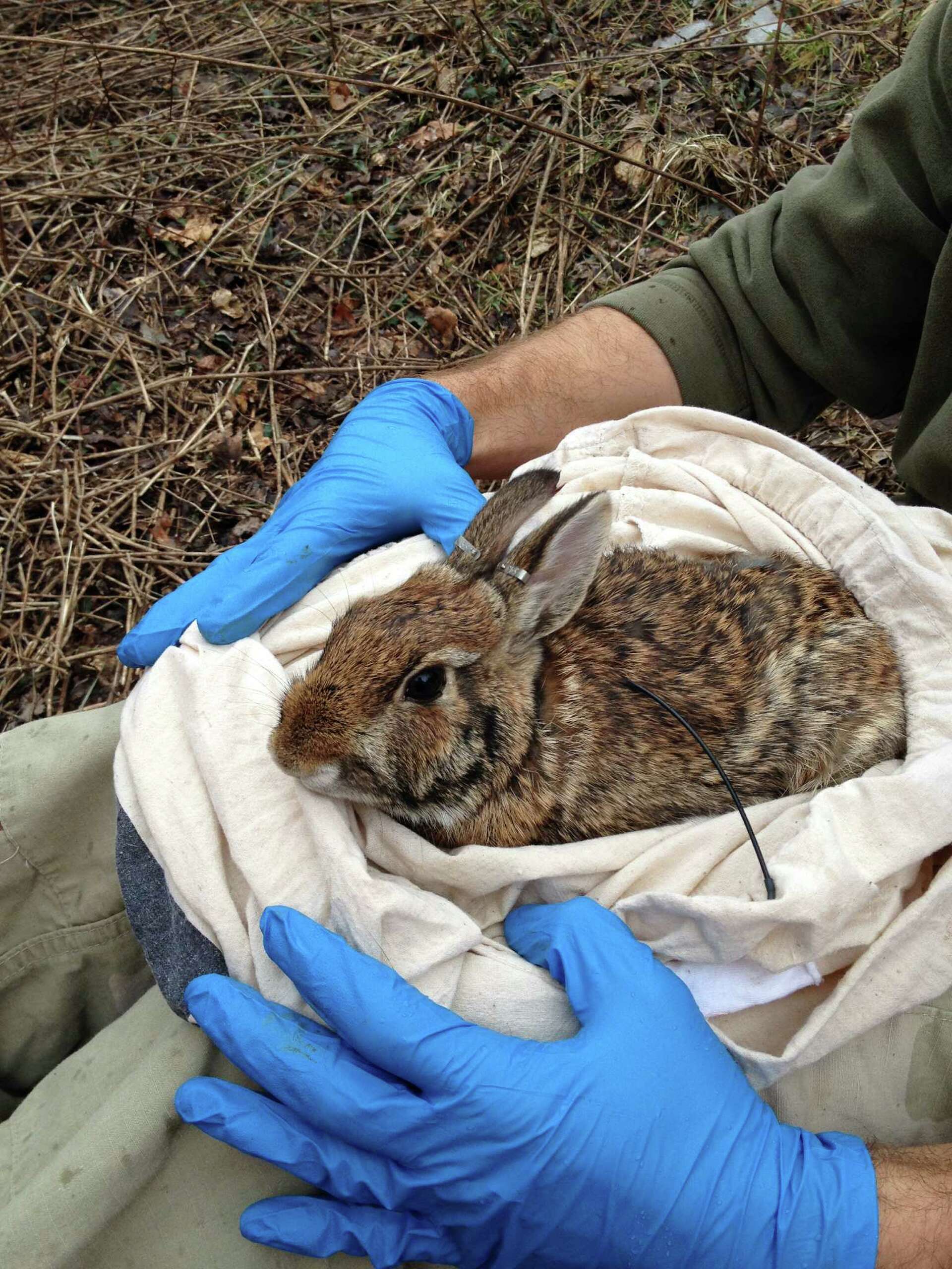 Helping find home for the New England cottontail