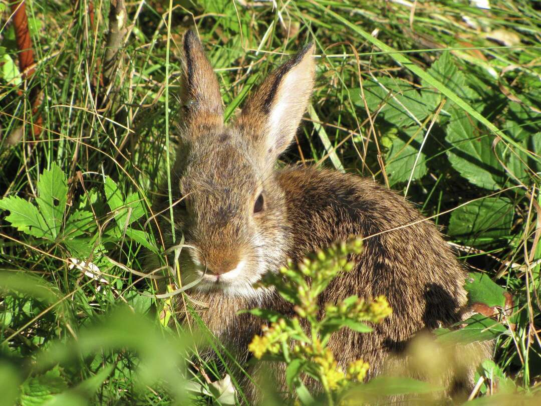 Helping find home for the New England cottontail