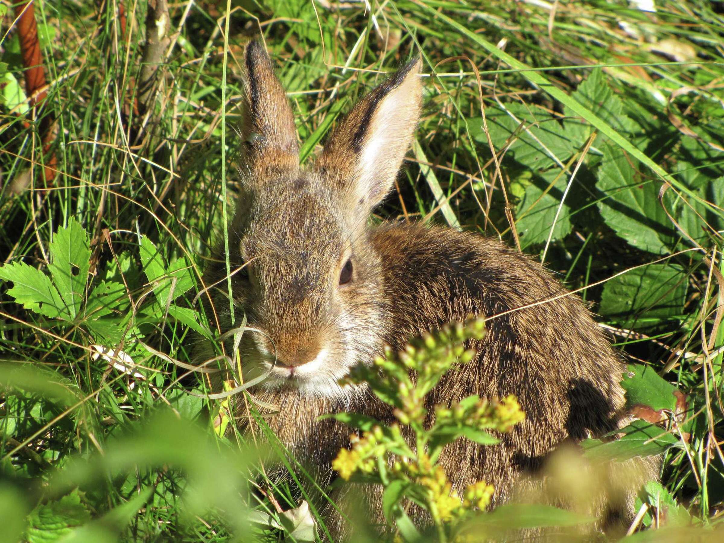 Helping find home for the New England cottontail