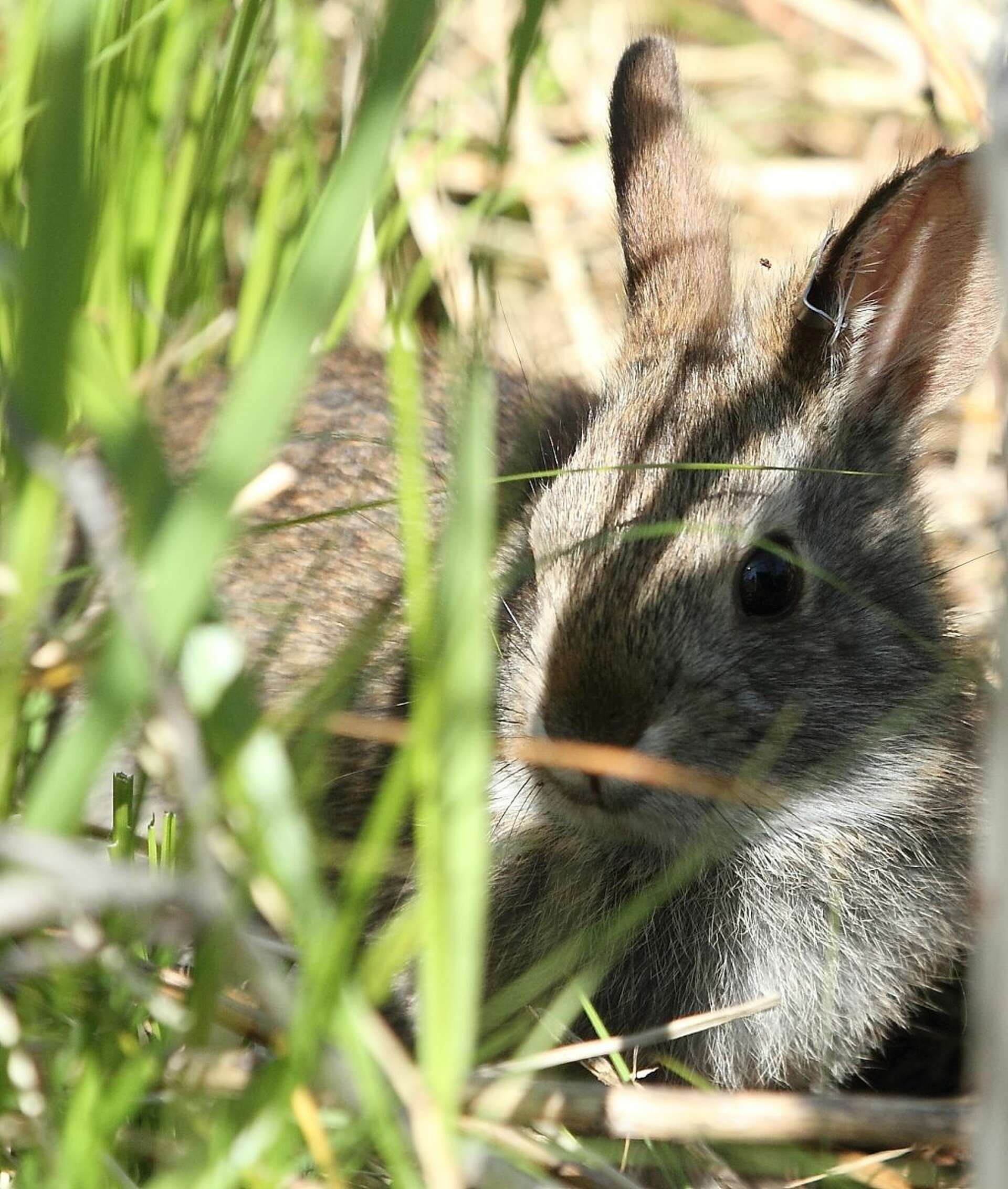 Helping find home for the New England cottontail