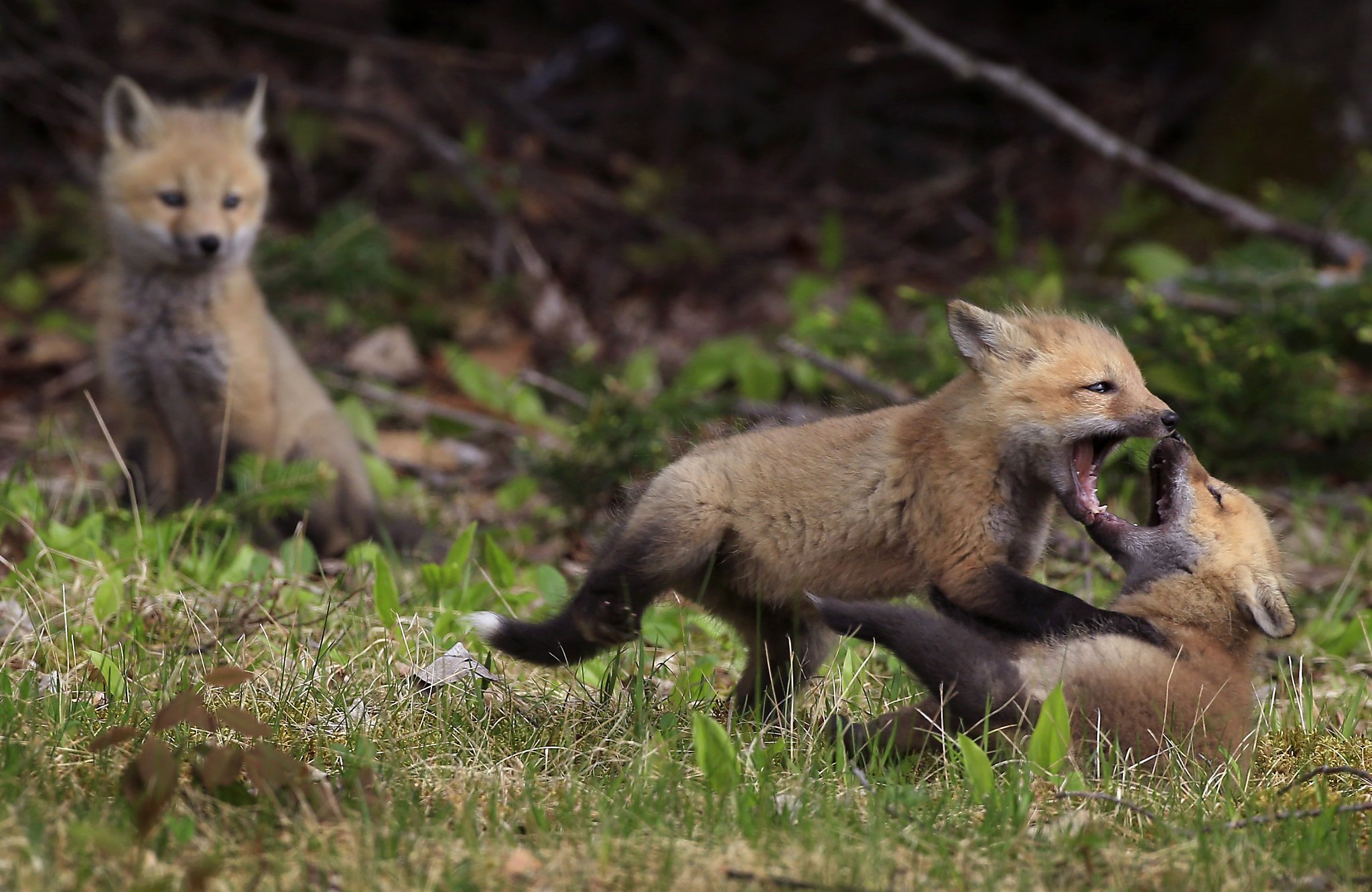 Adorable foxes are stealing food, phones from a San Jose golf course