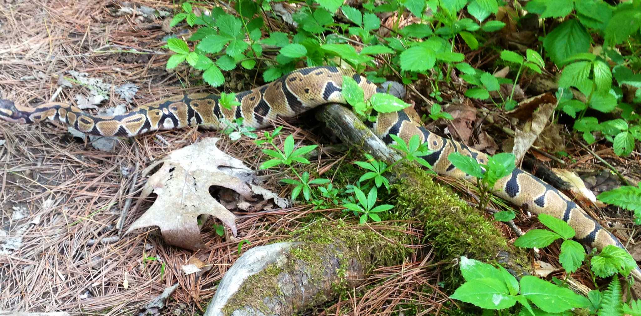 Python spotted in Plotter Kill preserve