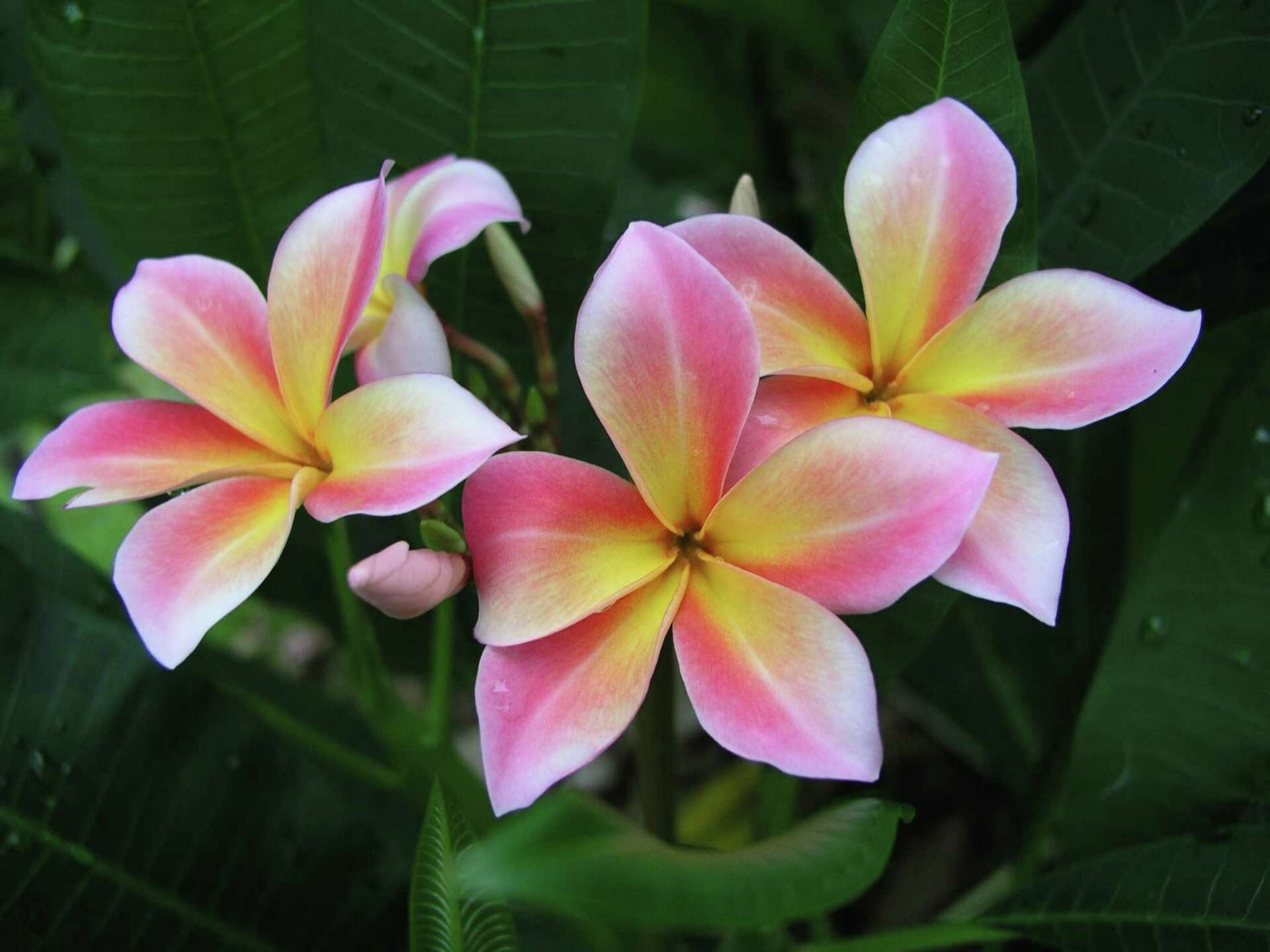 Plumerias are right at home on Gulf Coast