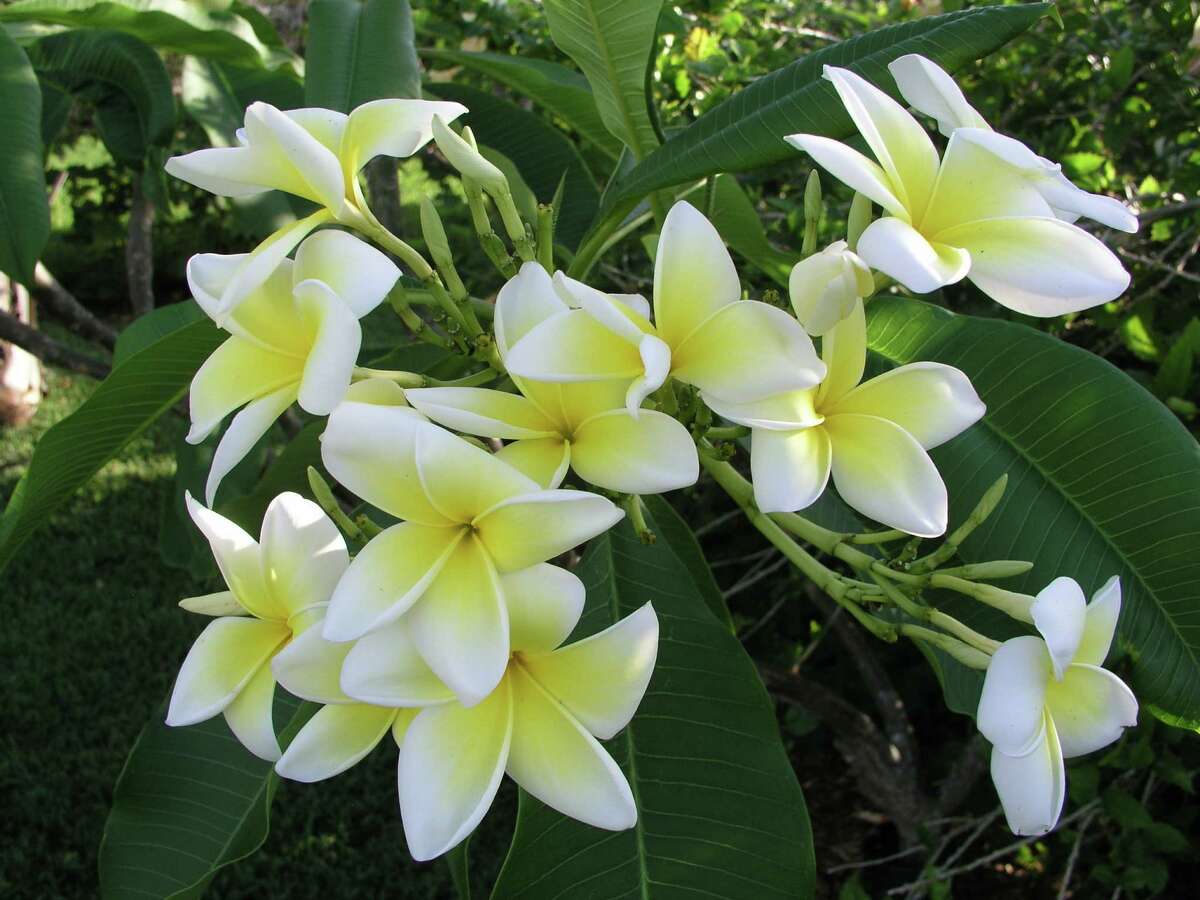 Plumerias are right at home on Gulf Coast