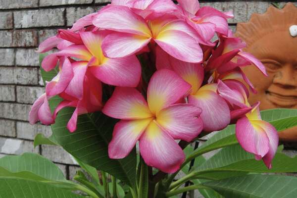Plumerias are right at home on Gulf Coast - HoustonChronicle.com