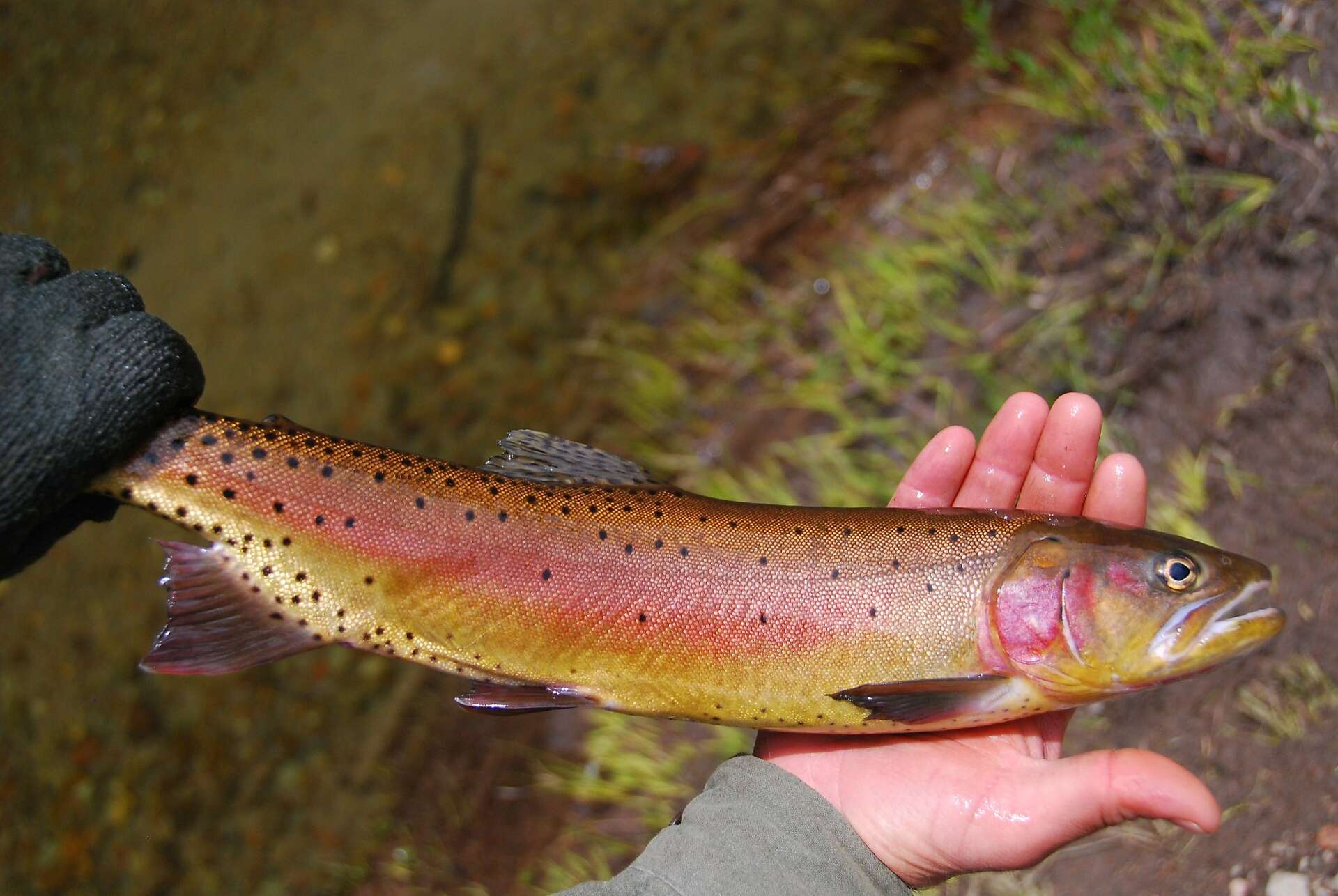 Rare chance to see bears hunt trout at Independence Lake