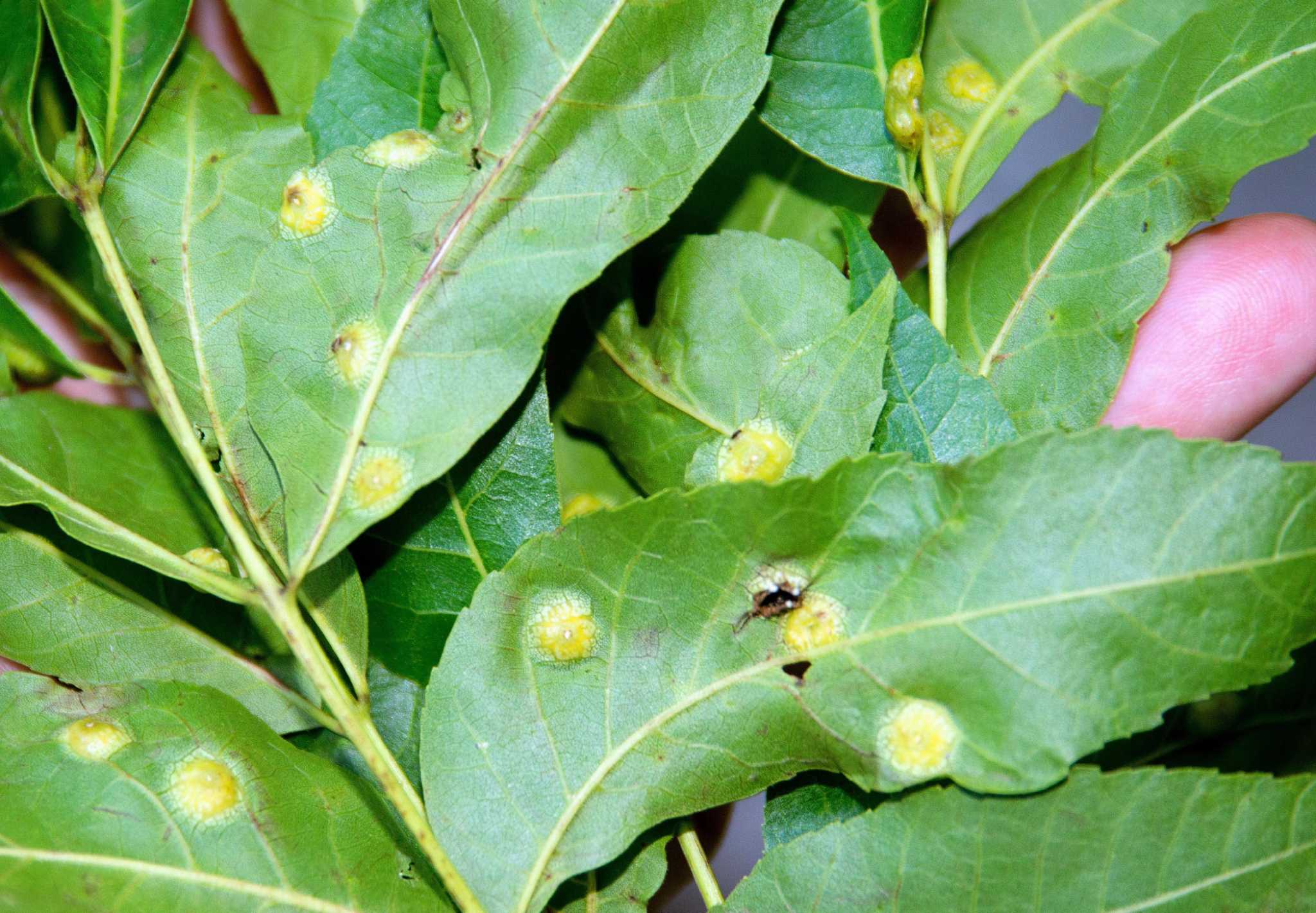 Neil Sperry: Pecan galls do little damage