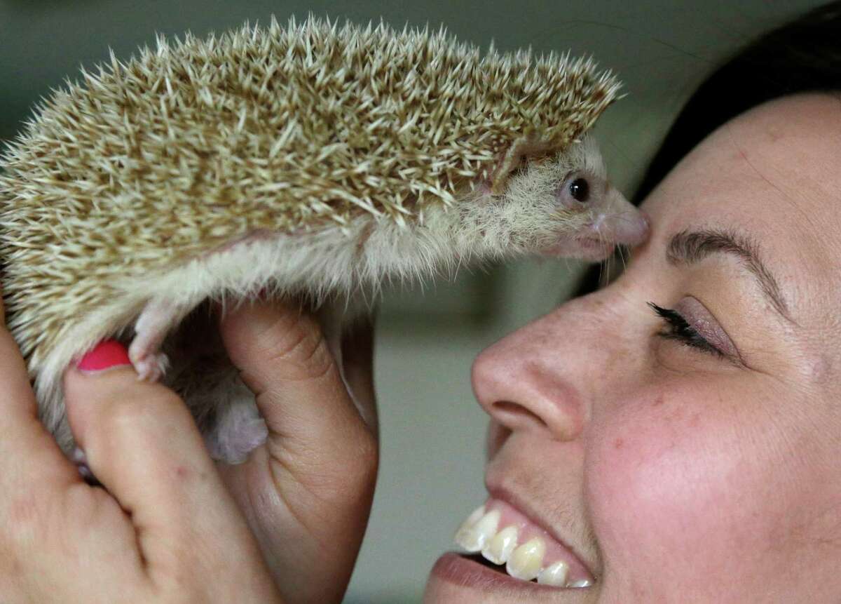 Cute and prickly: Hedgehogs finding homes as pets