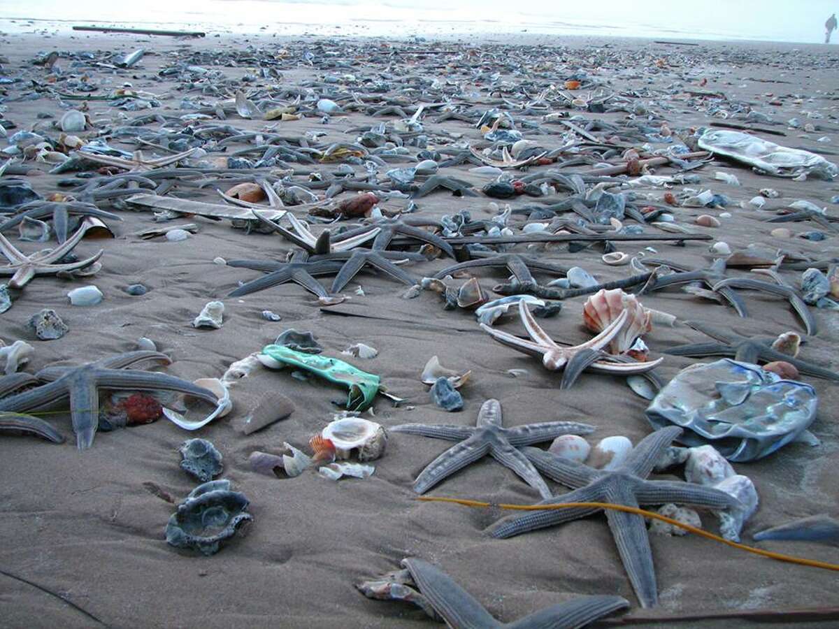 Thick jellyfish swarming Texas Gulf Coast