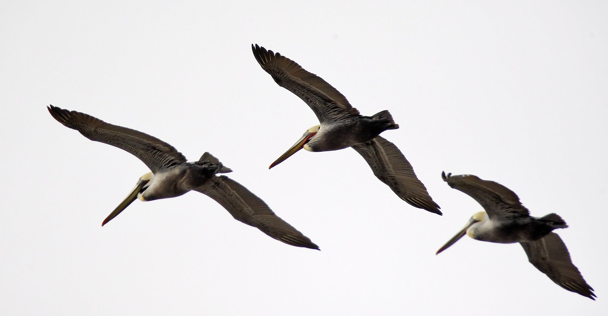 do brown pelicans migrate