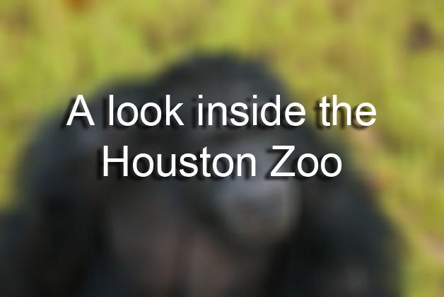 Google walks through Houston Zoo, uploads the entire visit