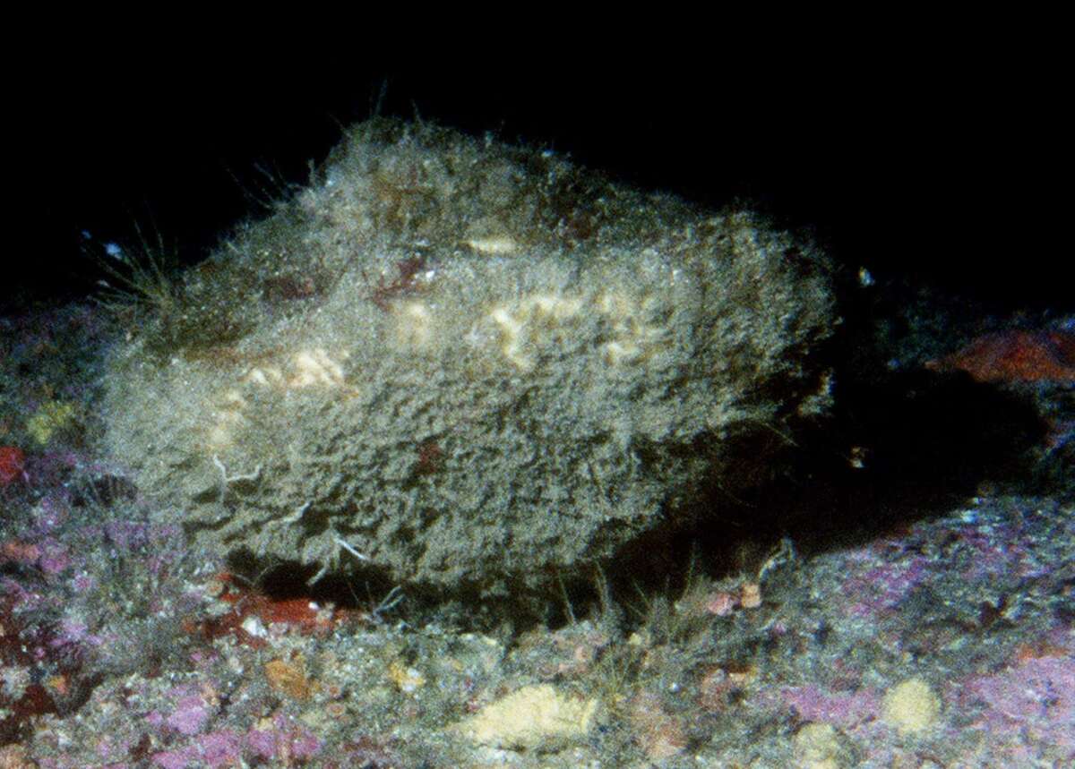 Stranger danger! Destructive non-native species in the Bay Area