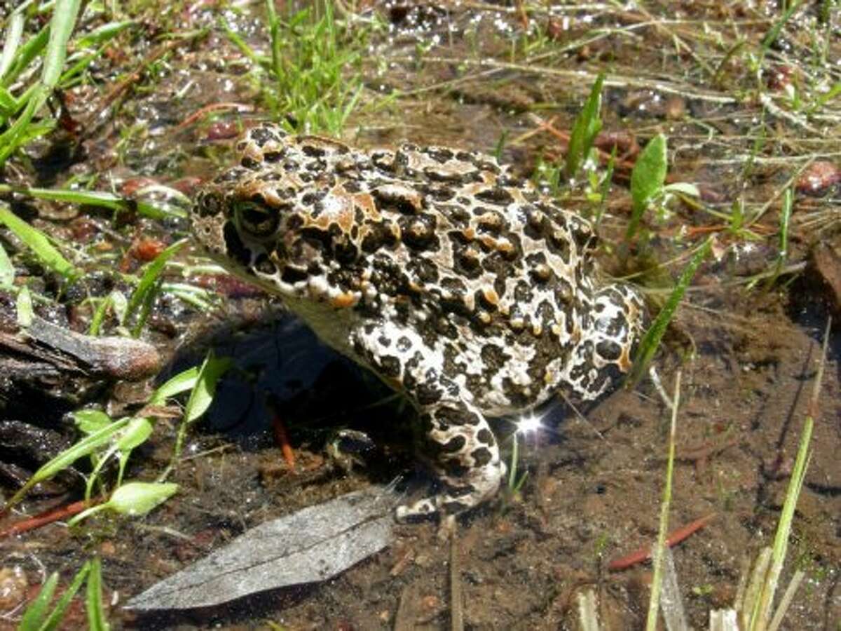 Stranger danger! Destructive non-native species in the Bay Area