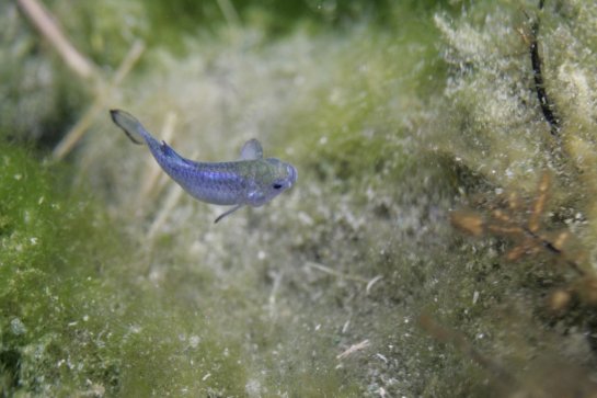 Earthquake jolts one of earth's rarest fish, causing them to start ...