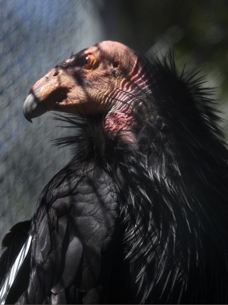 Surprise! Two California condors secretly mate, produce offspring