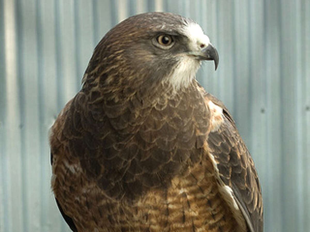 Stranger danger! Destructive non-native species in the Bay Area