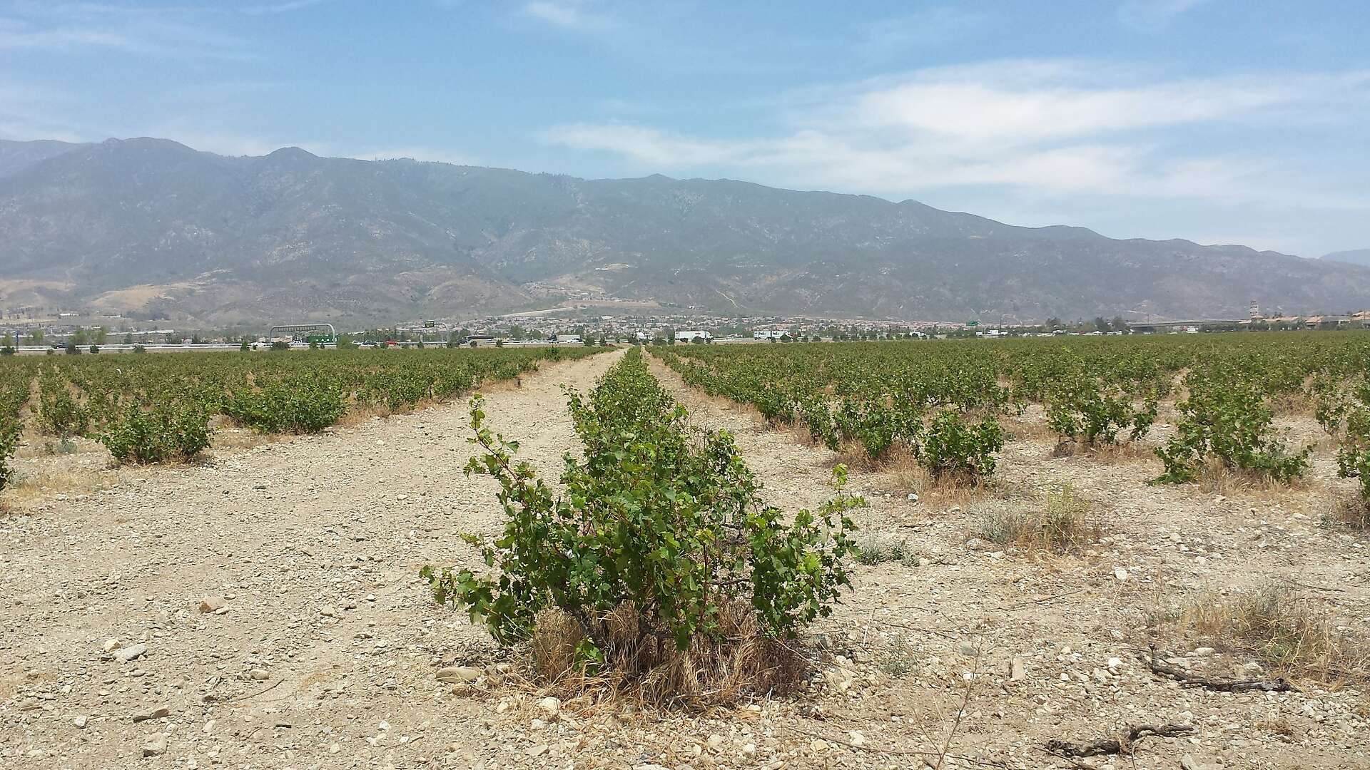 Cucamonga, where the ghosts of wine glory linger