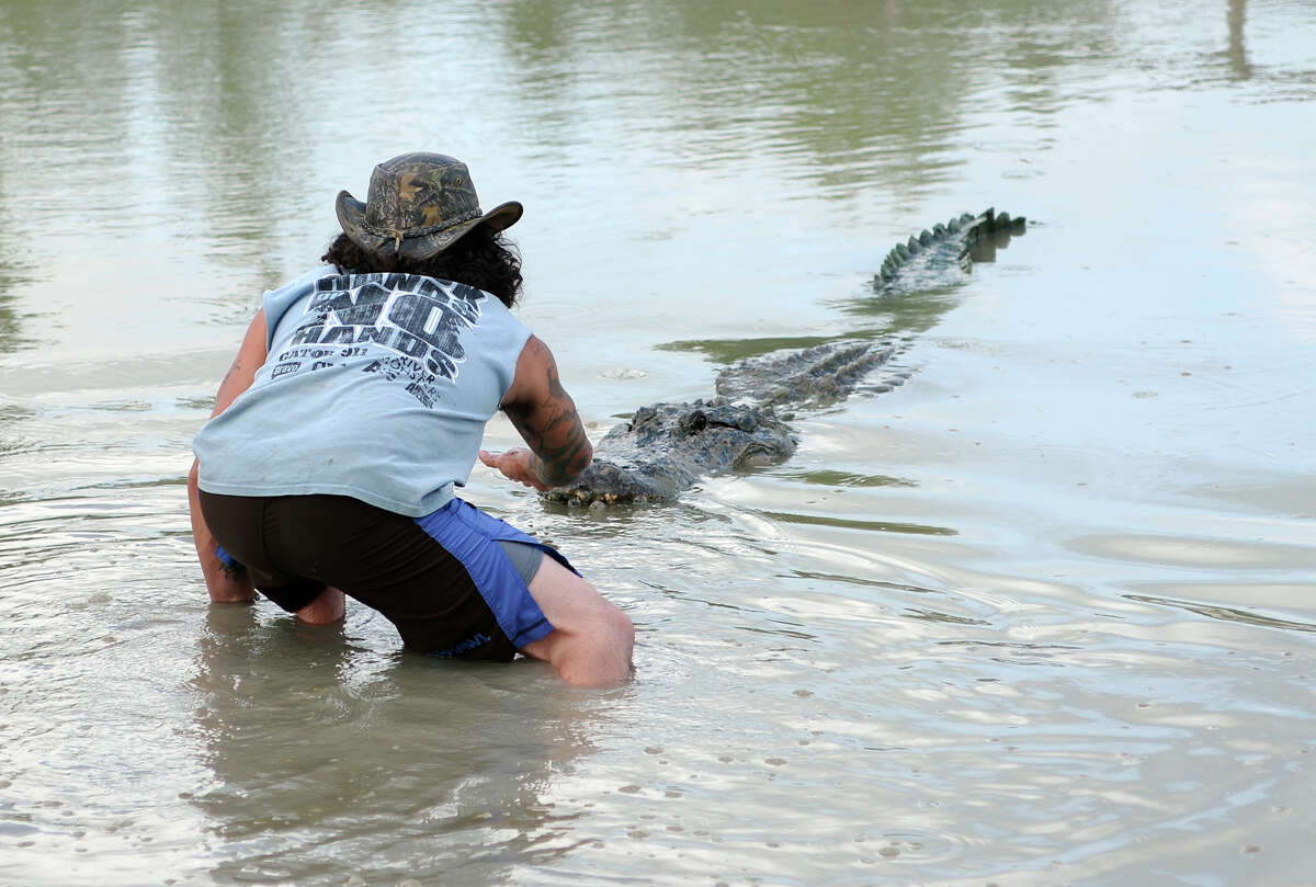 Hunters haul in 1,000-pound alligator