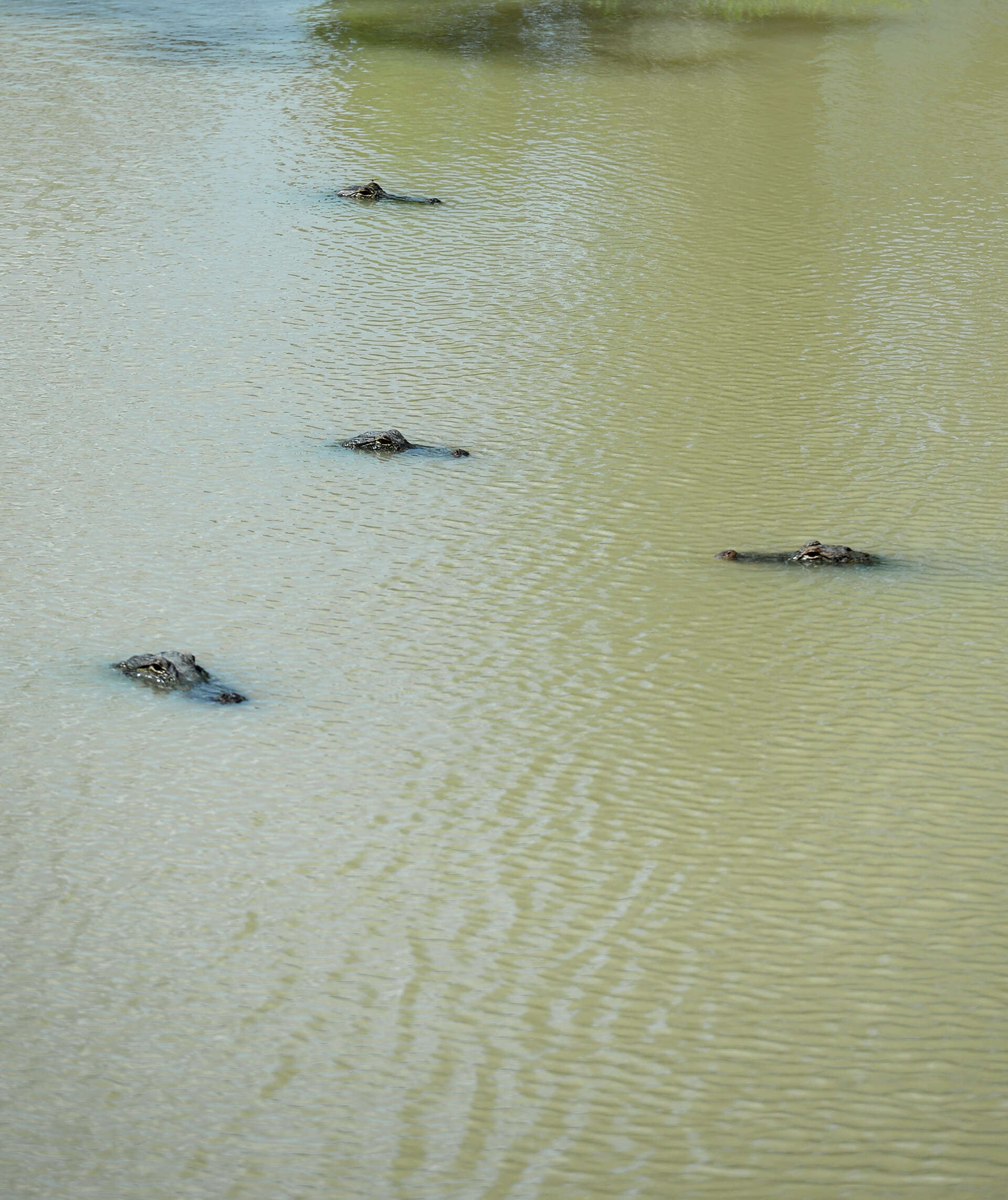 Photos: Gator Country nabs 400 pound monster in Groves