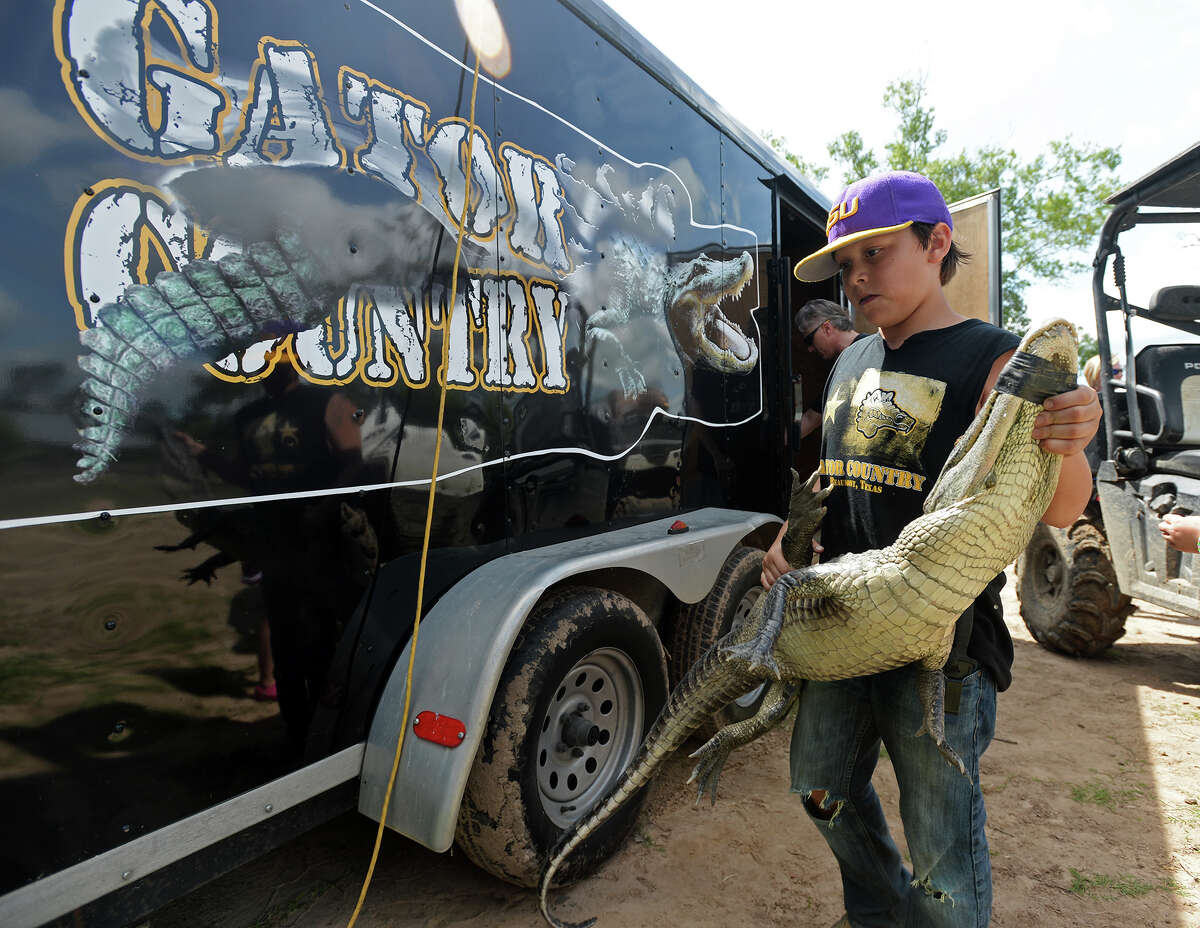Photos: Gator Country nabs 400 pound monster in Groves