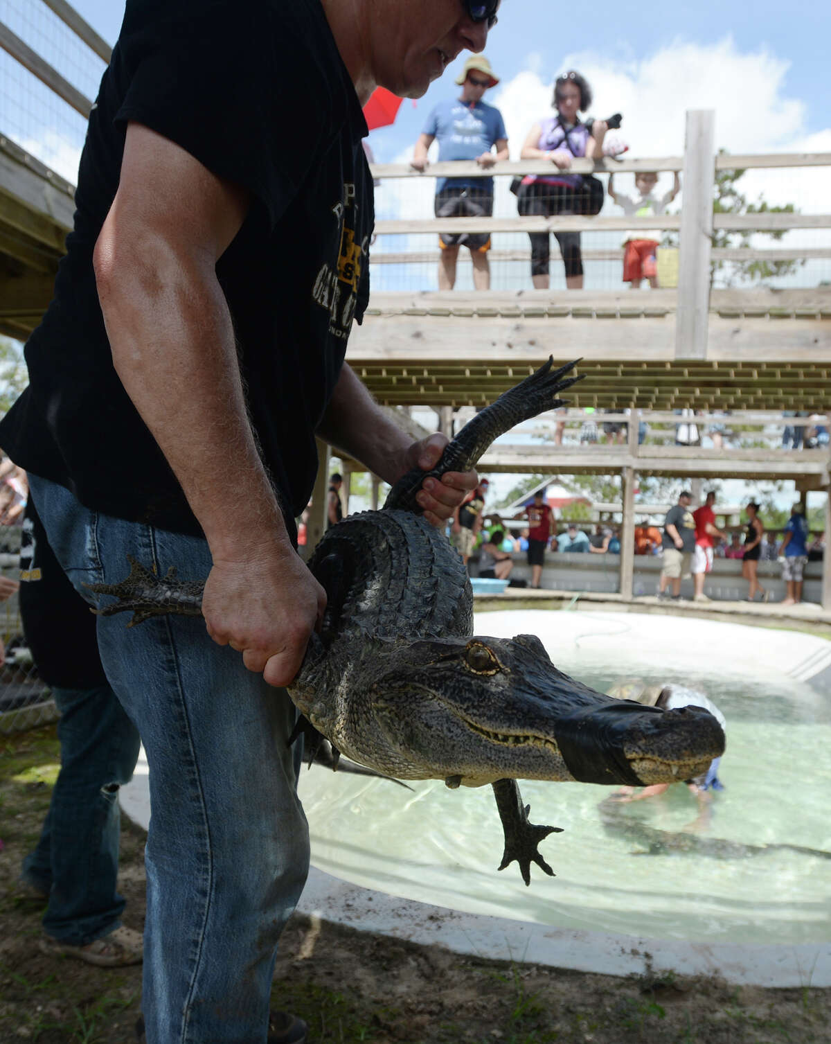 Photos: Gator Country nabs 400 pound monster in Groves