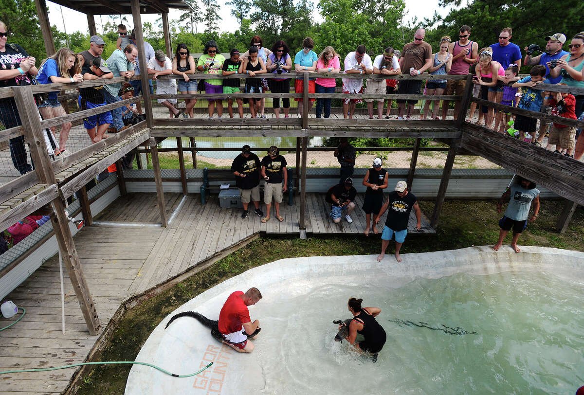 Photos: Gator Country nabs 400 pound monster in Groves
