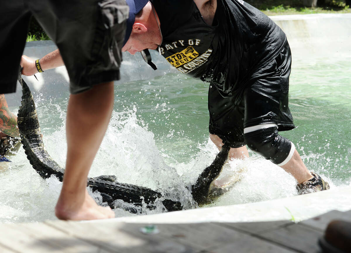 Photos: Gator Country nabs 400 pound monster in Groves