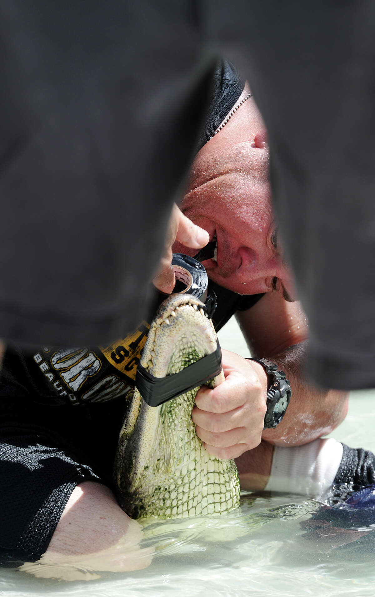 Photos: Gator Country nabs 400 pound monster in Groves