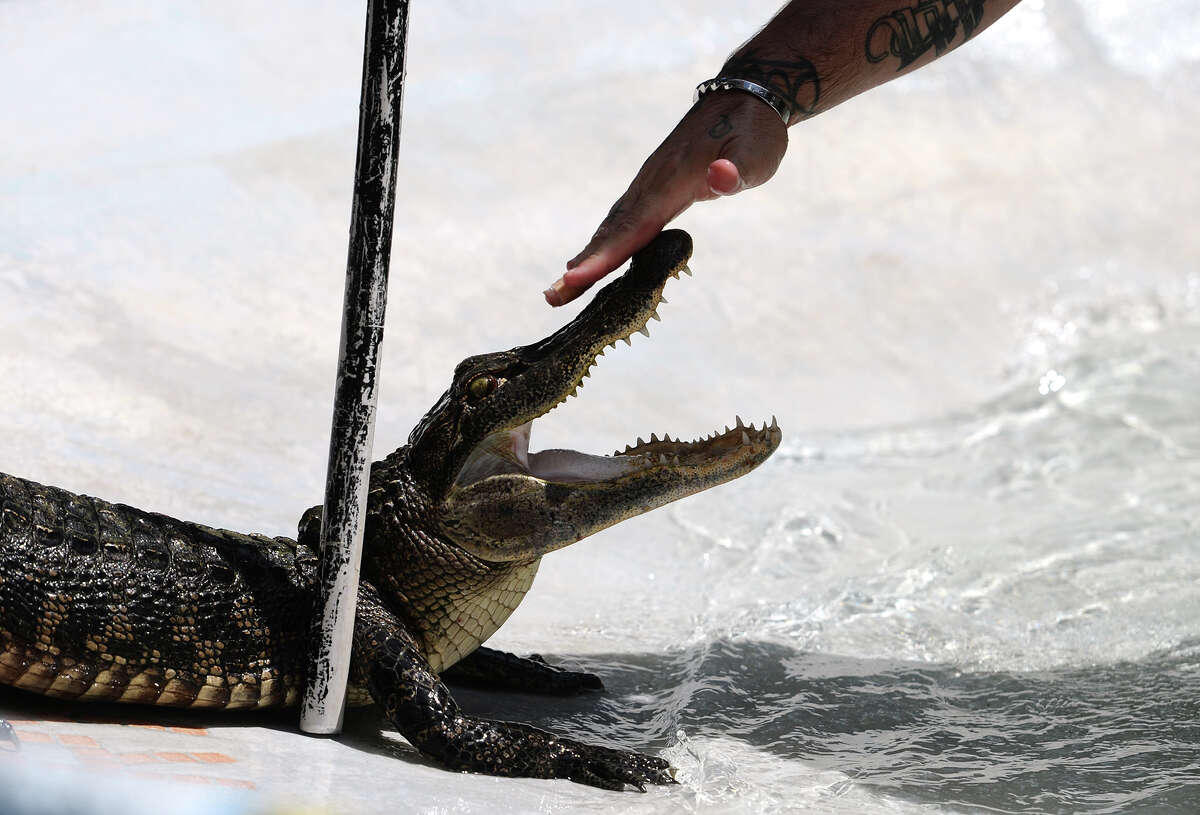 Photos: Gator Country nabs 400 pound monster in Groves