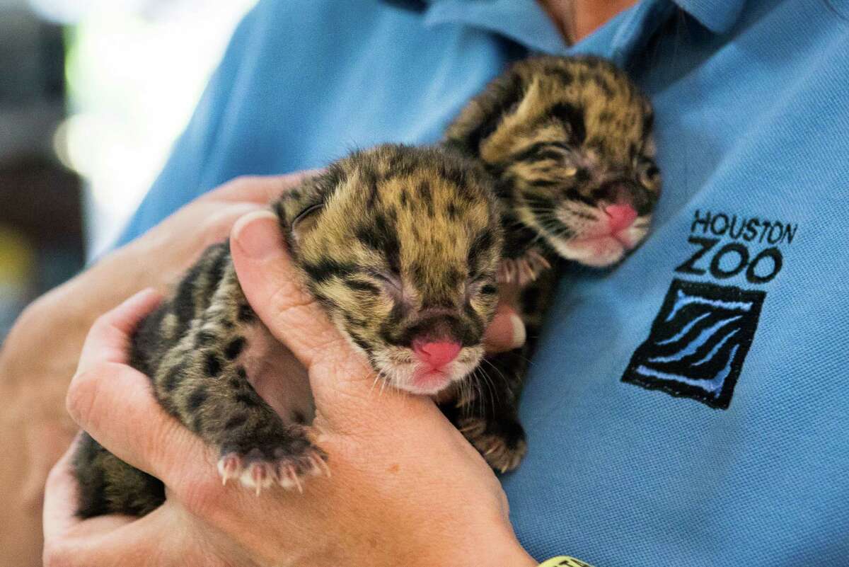 Clouded leopard cubs born at Houston Zoo Clouded leopard cubs born at Houston Zoo