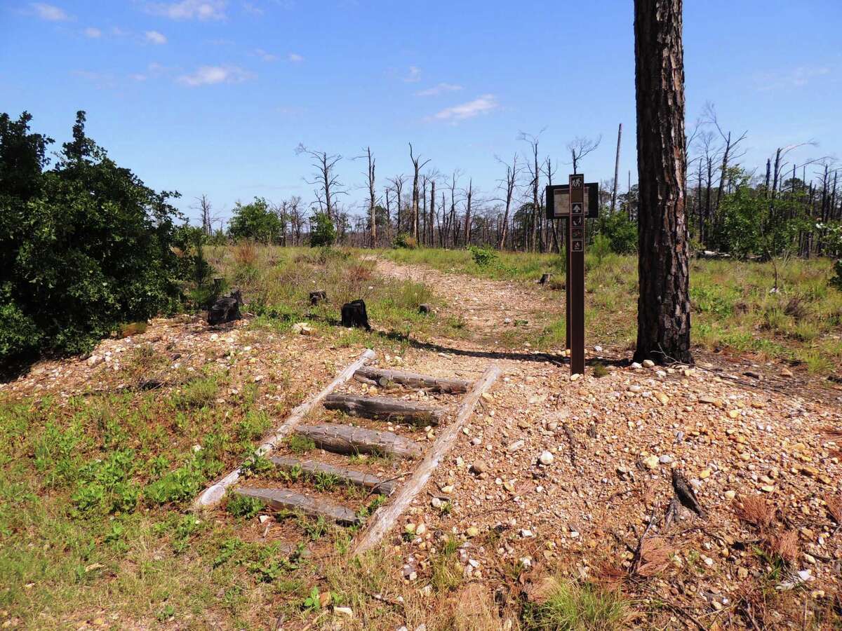Revisiting Bastrop after the fire