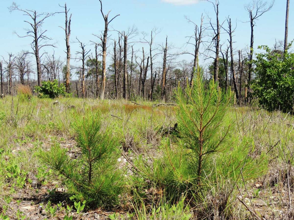 Revisiting Bastrop after the fire