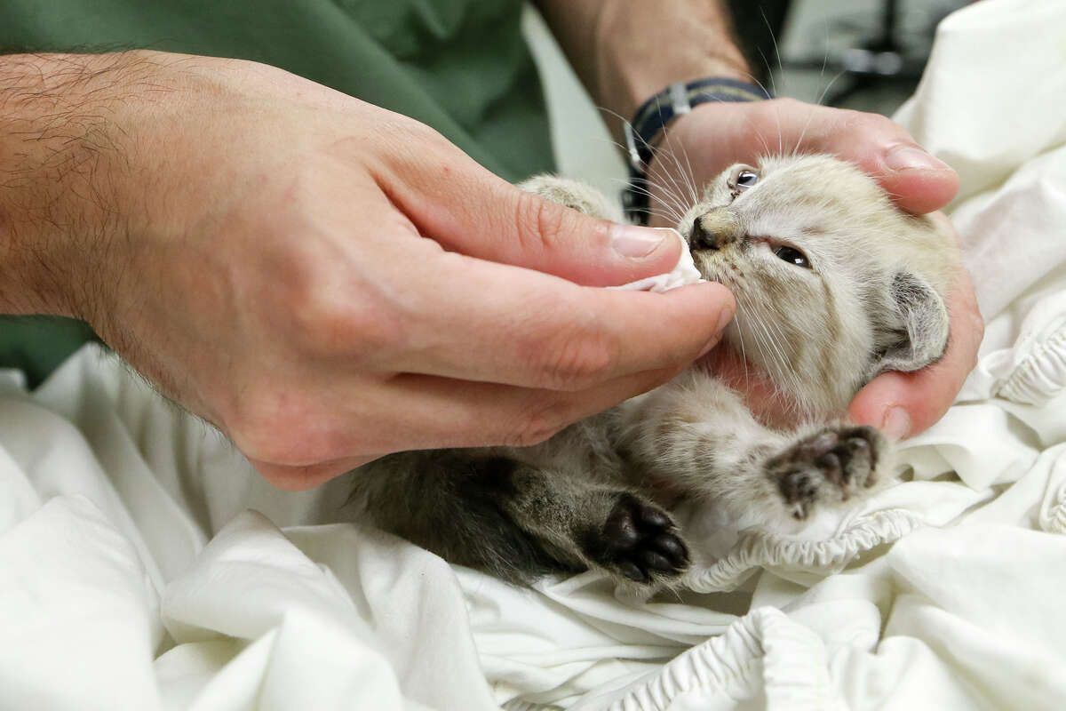 Animal Emergency Room provides medical care and a little loving to ...