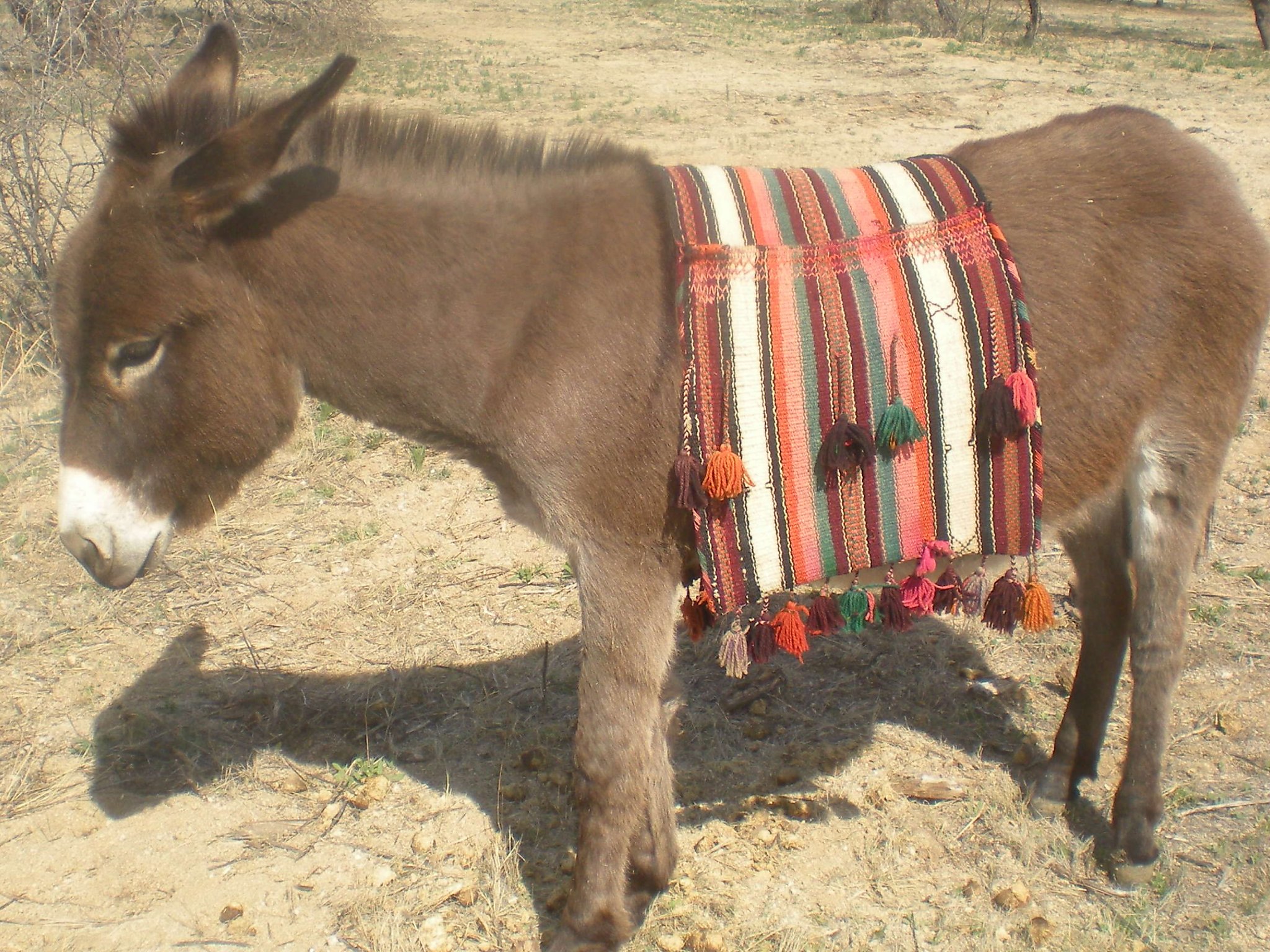 Formerly wild burros find loving home on Arizona ranch