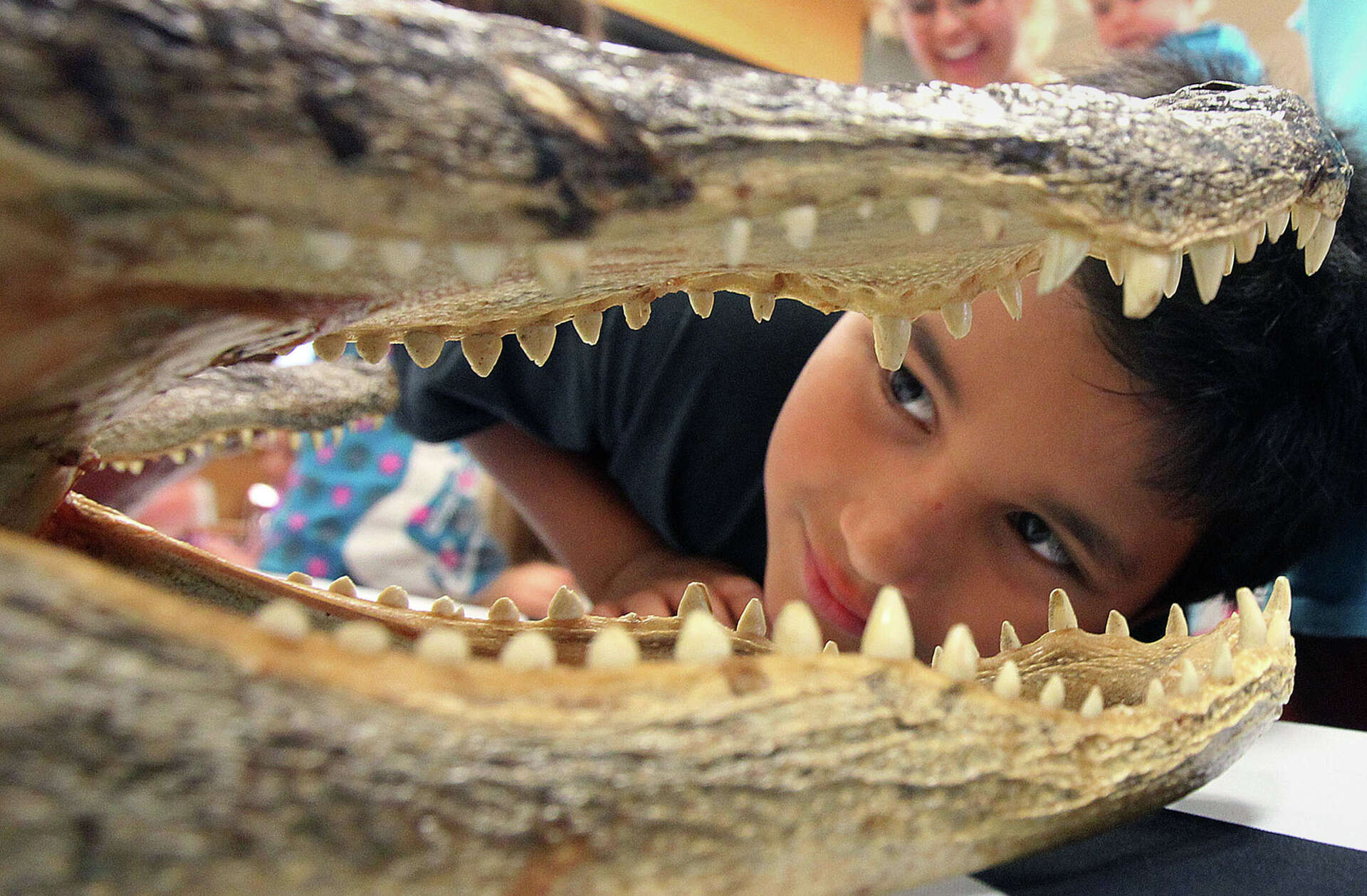 Houston-area's pet ownership laws explained