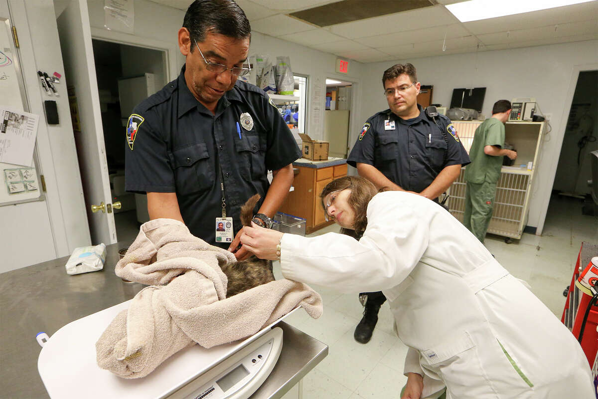 Like humans, animals sometimes need ER help