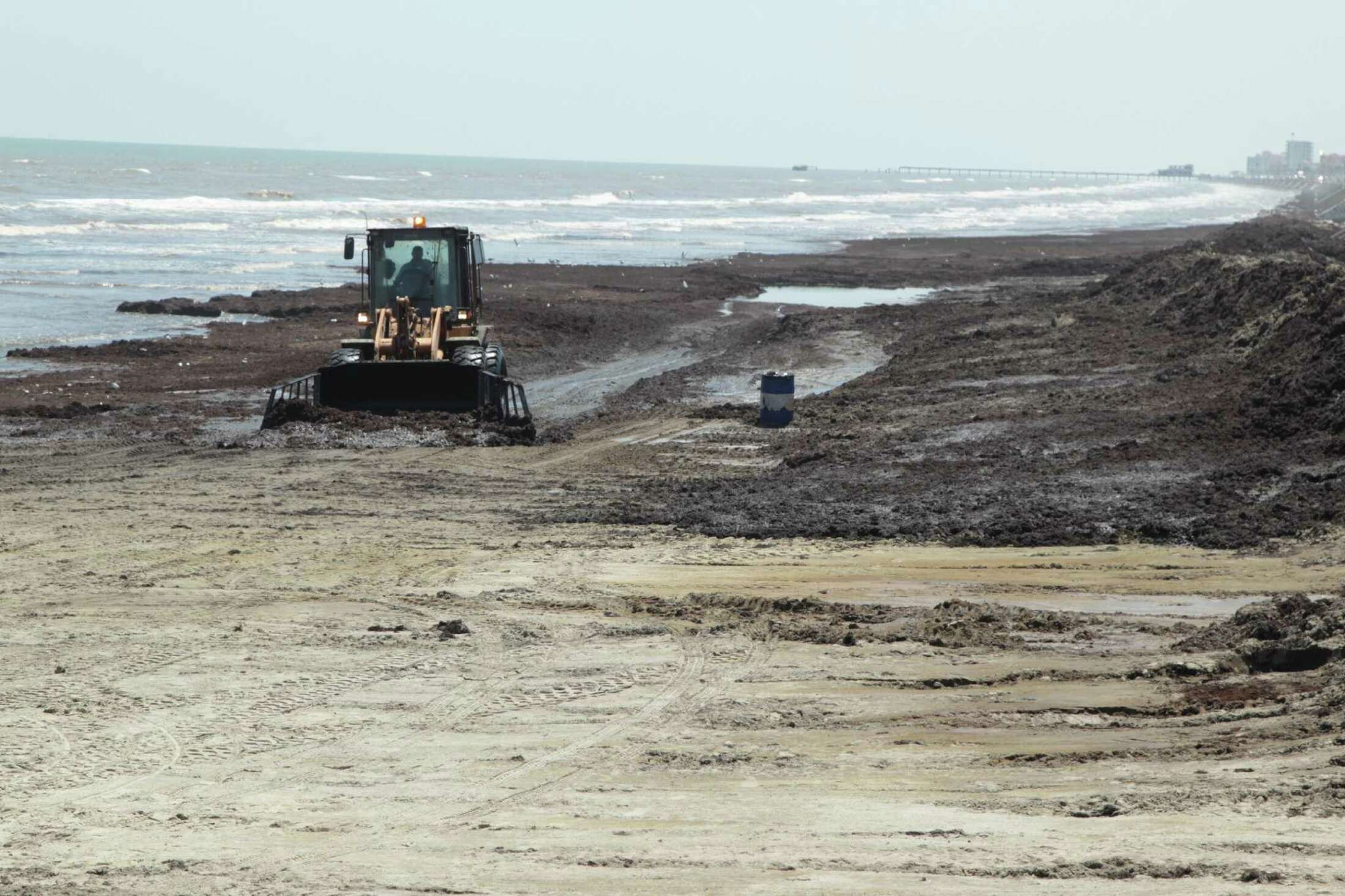 Group: Seaweed, removal efforts posing a threat to sea turtles